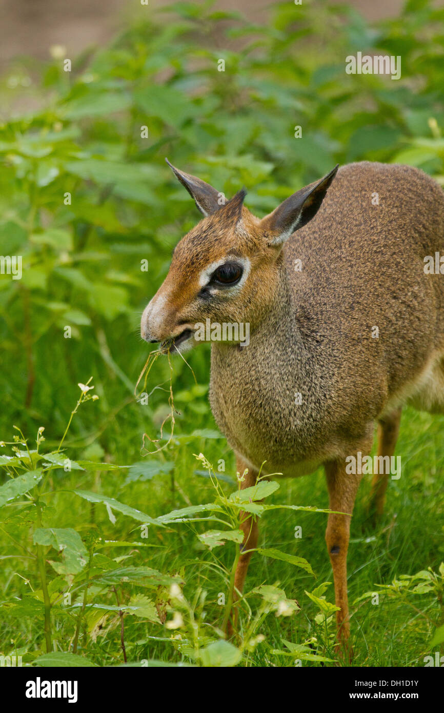 Kirk's dik-dik (Madoqua kirkii Stock Photo - Alamy