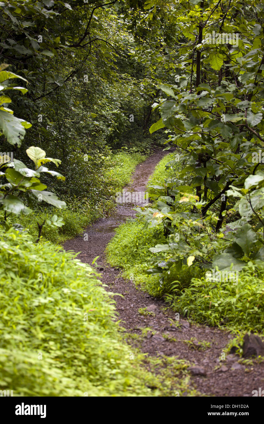 Jungle unpaved trail Panvel Raigad Maharashtra India Asia Stock Photo ...