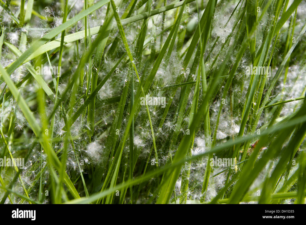 Poplar seeds hi-res stock photography and images - Alamy