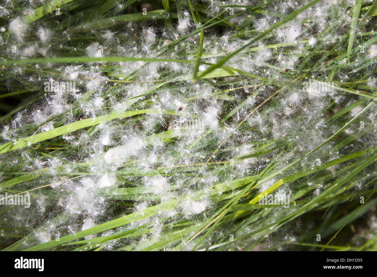 Poplar seeds hi-res stock photography and images - Alamy