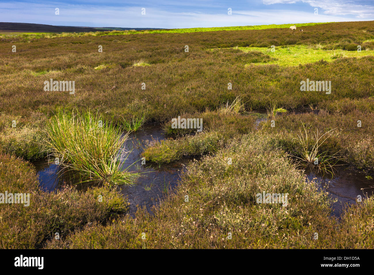 Heather and grass hi-res stock photography and images - Alamy