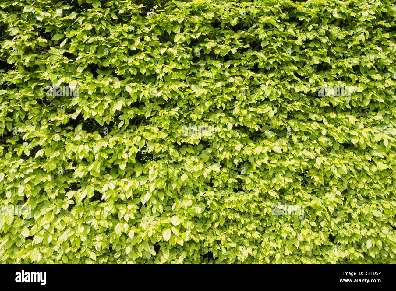 European beech hedge Stock Photo - Alamy