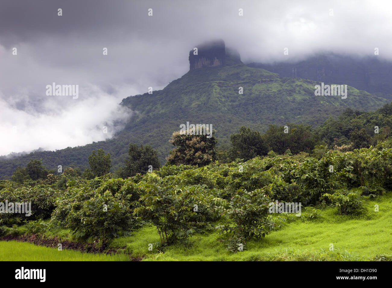 Malshej Ghat Thane Maharashtra India Asia Stock Photo - Alamy