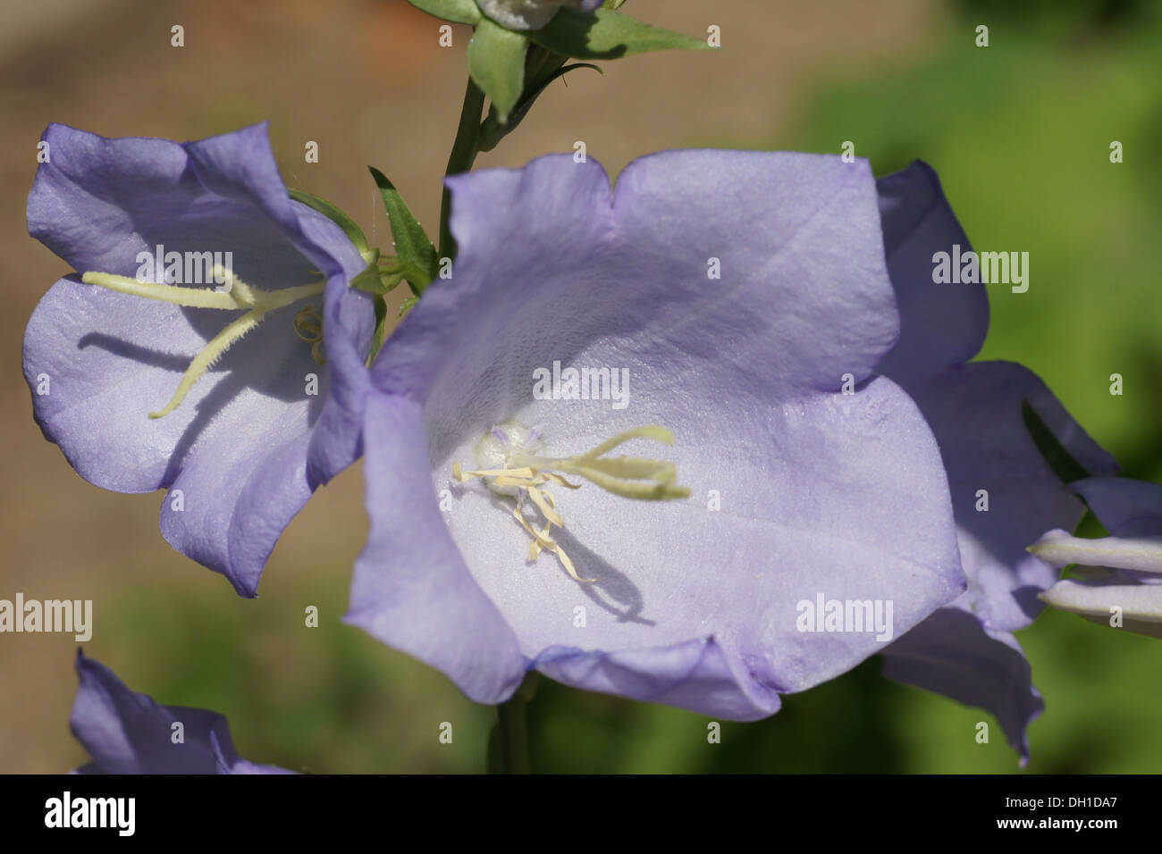 Peach leaf bellflower hi-res stock photography and images - Alamy