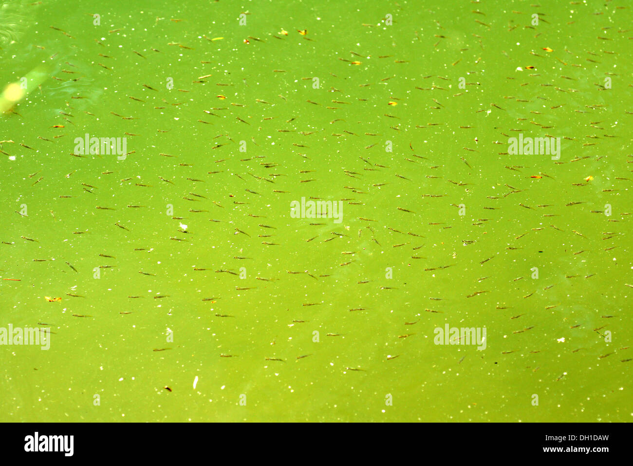 Young fishes in a pond Stock Photo - Alamy