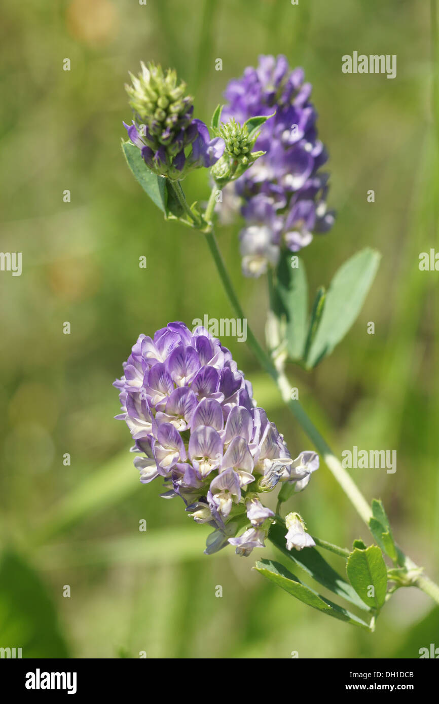 Burclover hi-res stock photography and images - Alamy