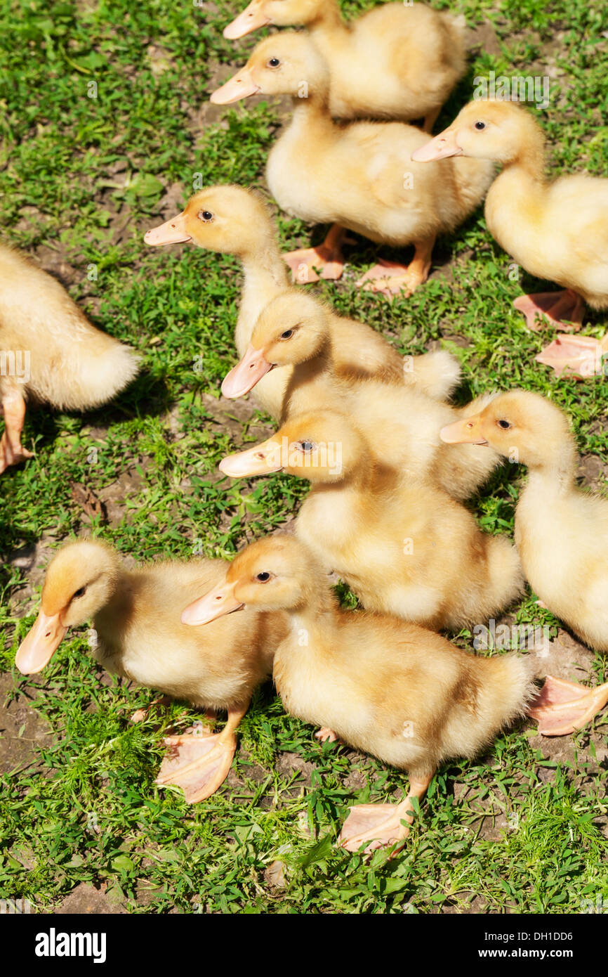 Little geese hi-res stock photography and images - Alamy