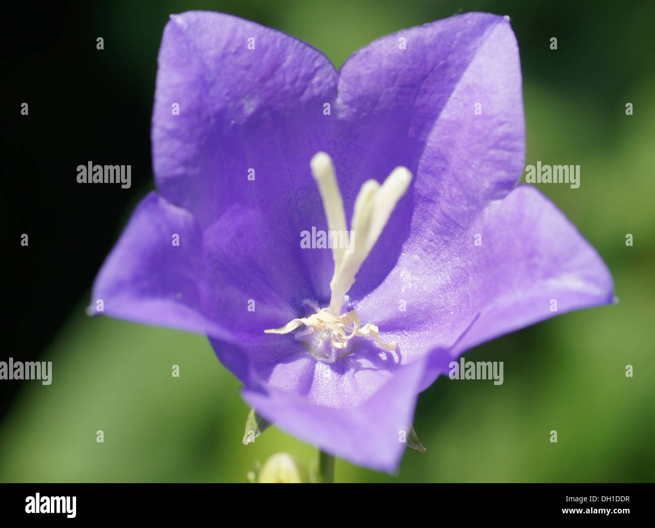 Peach leaf bellflower hi-res stock photography and images - Alamy