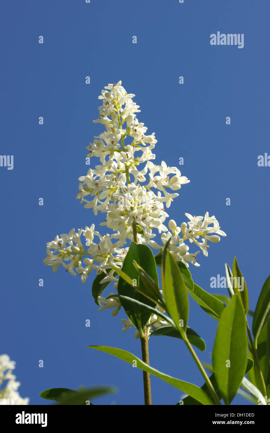 Privet flower hi-res stock photography and images - Alamy