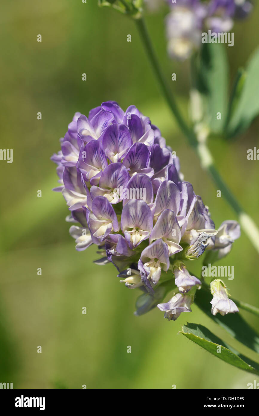 Burclover hi-res stock photography and images - Alamy