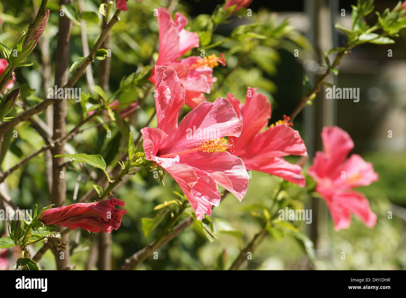 Mallow rose hi-res stock photography and images - Alamy