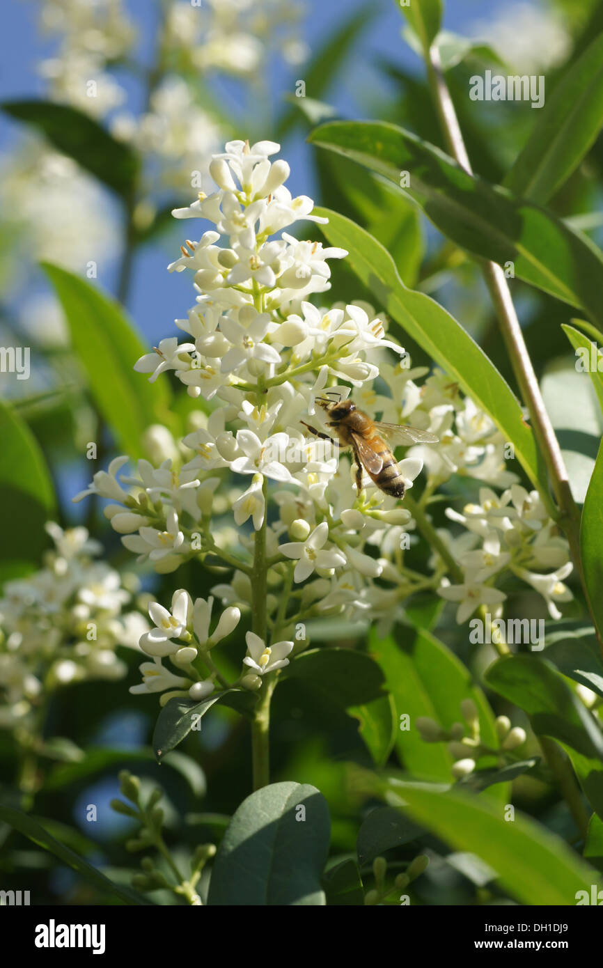 Privet shrubs hi-res stock photography and images - Alamy