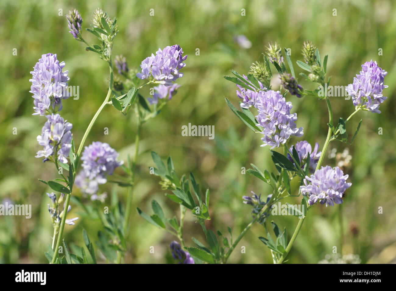 Burclover hi-res stock photography and images - Alamy