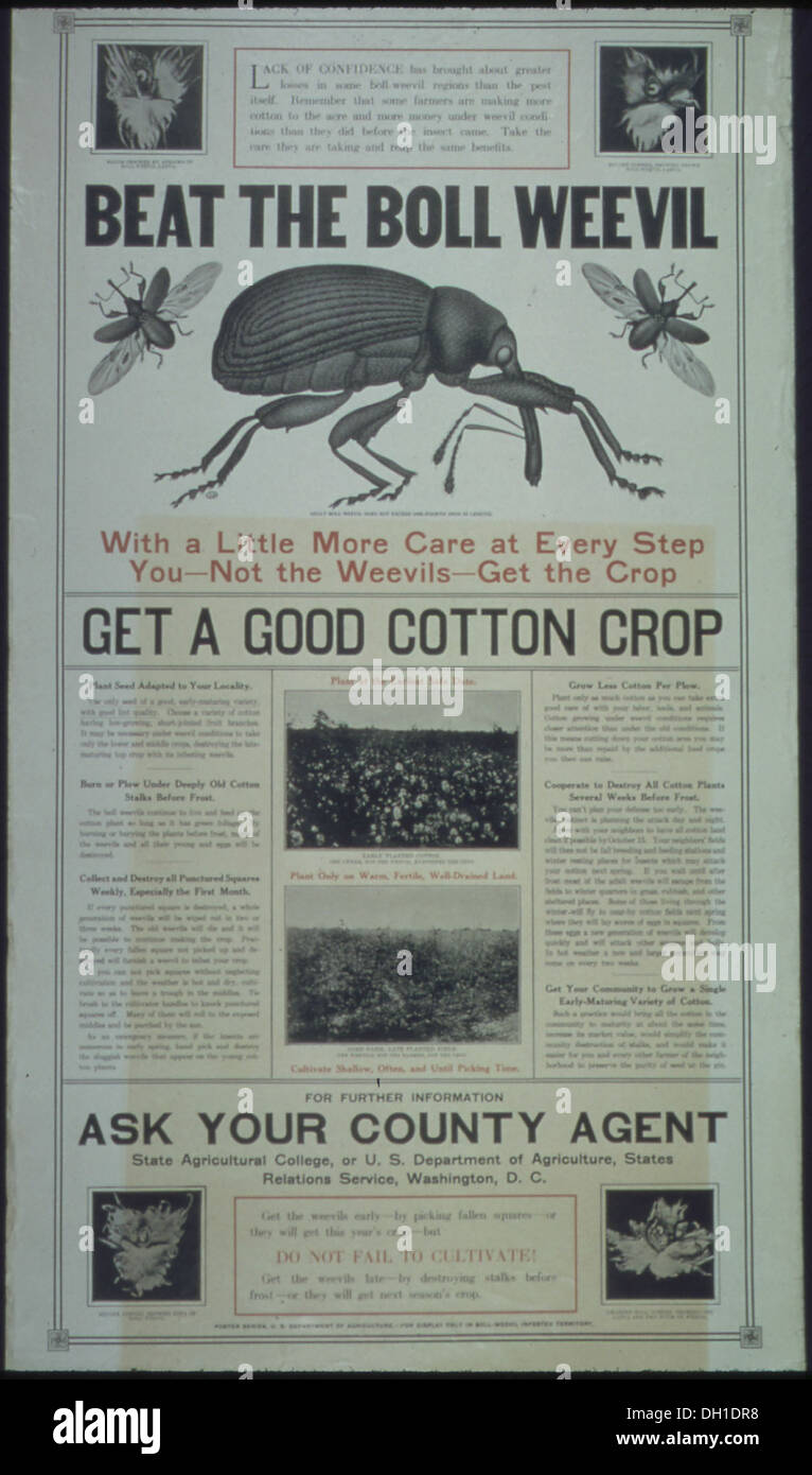 Boll weevil hi-res stock photography and images - Alamy