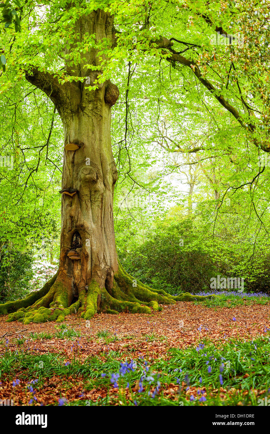 Woodland mature hi-res stock photography and images - Alamy