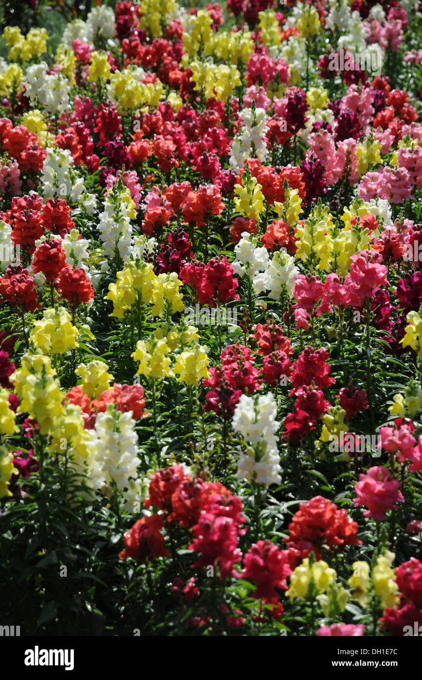 Snapdragons hi-res stock photography and images - Alamy