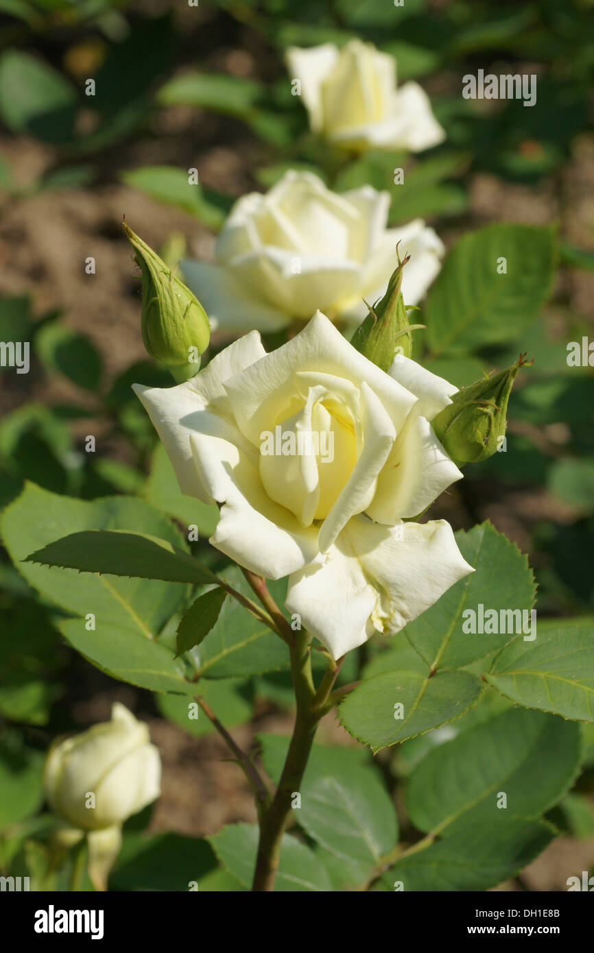 Polarstern rose rosa hi-res stock photography and images - Alamy