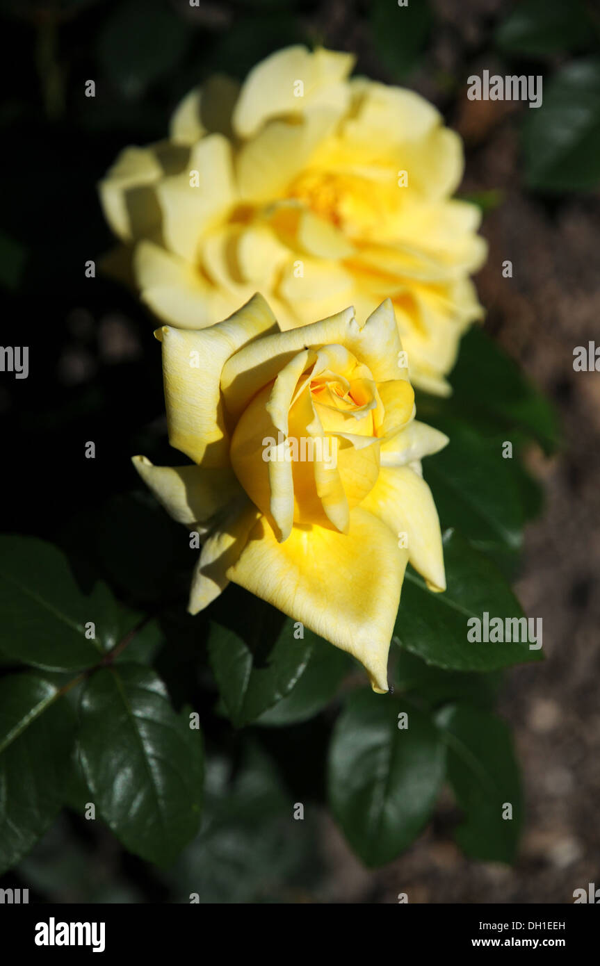 Landora rose hi-res stock photography and images - Alamy