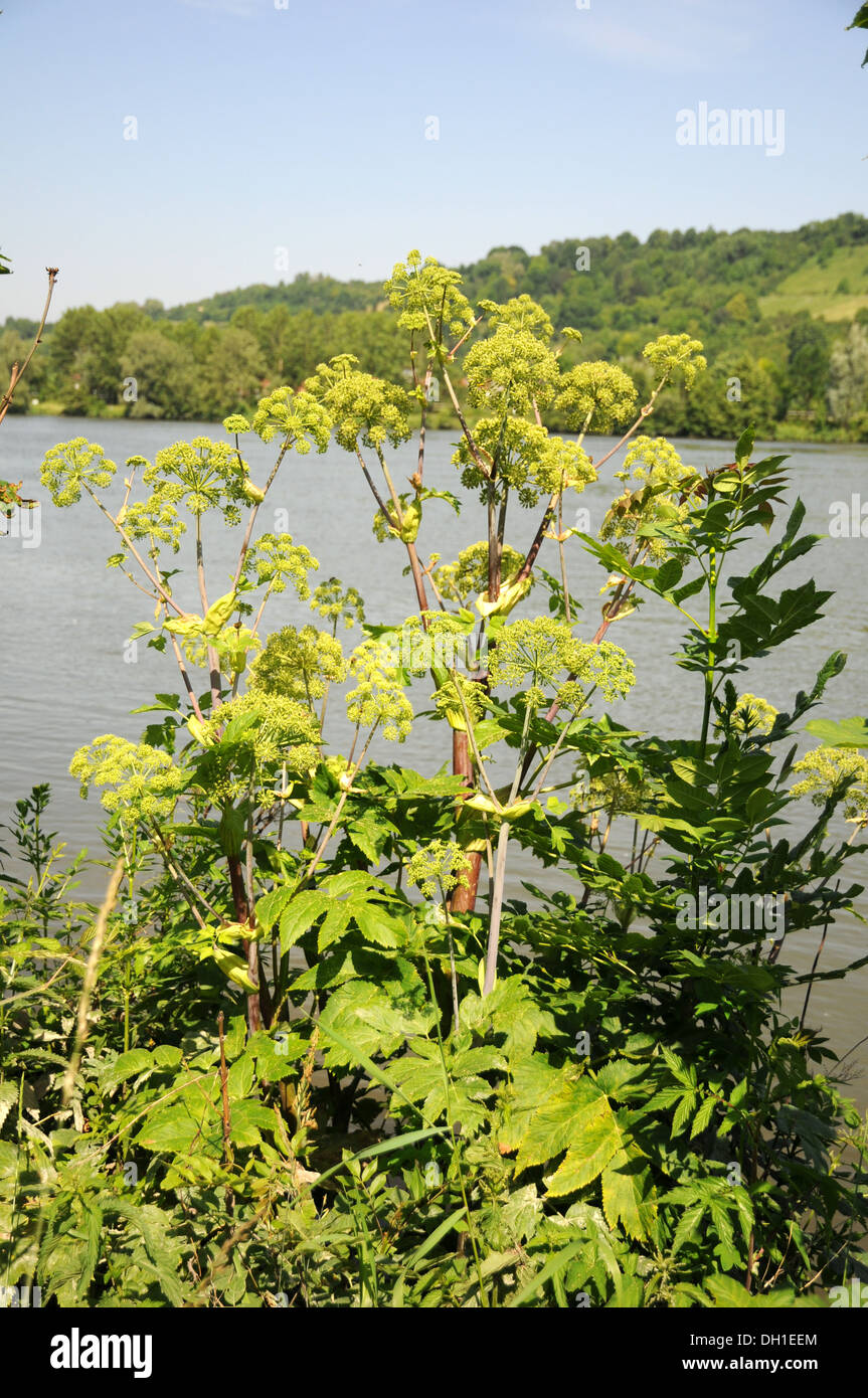 Angelica plant hi-res stock photography and images - Alamy