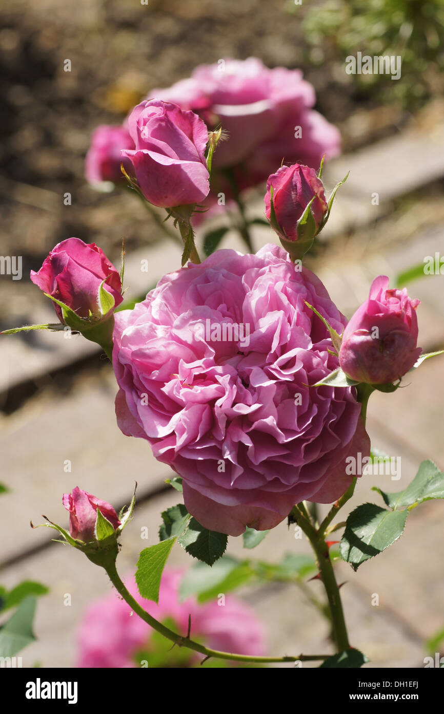 Rose flowe hi-res stock photography and images - Alamy
