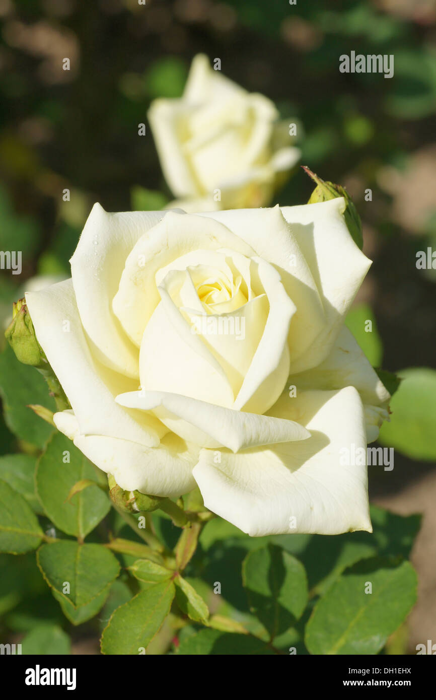Polarstern rose rosa hi-res stock photography and images - Alamy