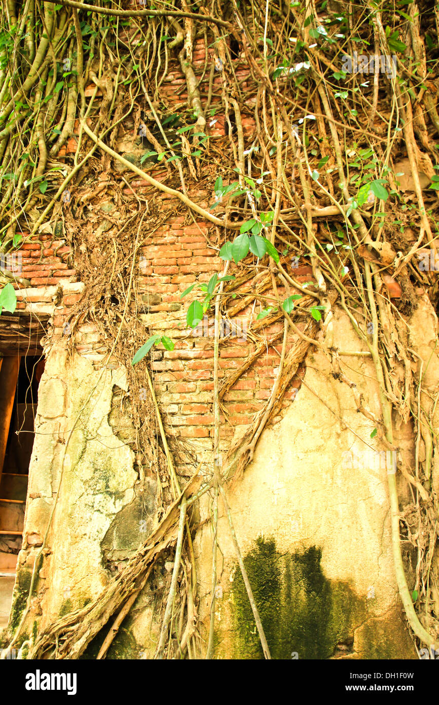 Root of the tree absorbing the ruins,Temple in thailand Stock Photo - Alamy