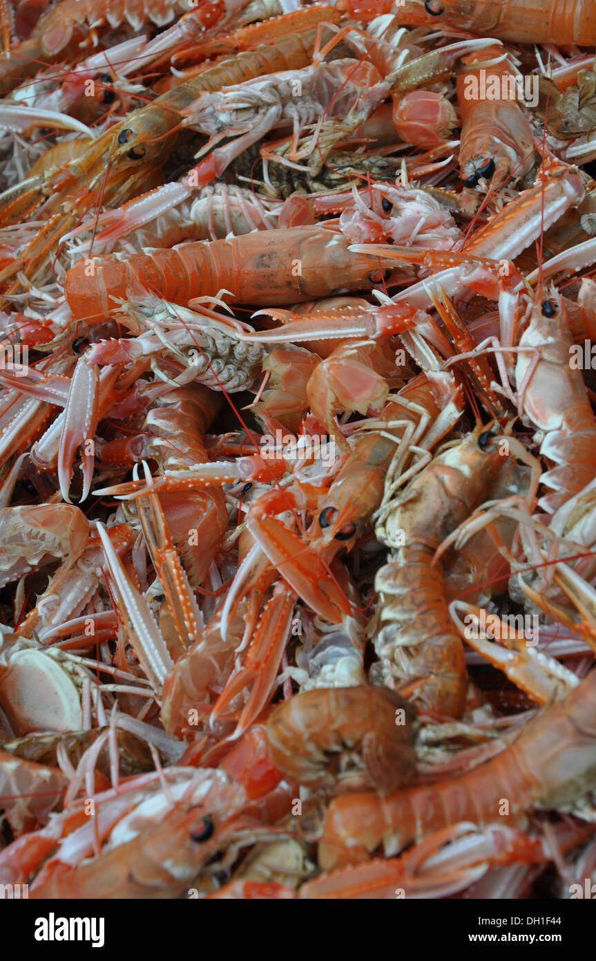 Scottish prawns hi-res stock photography and images - Alamy