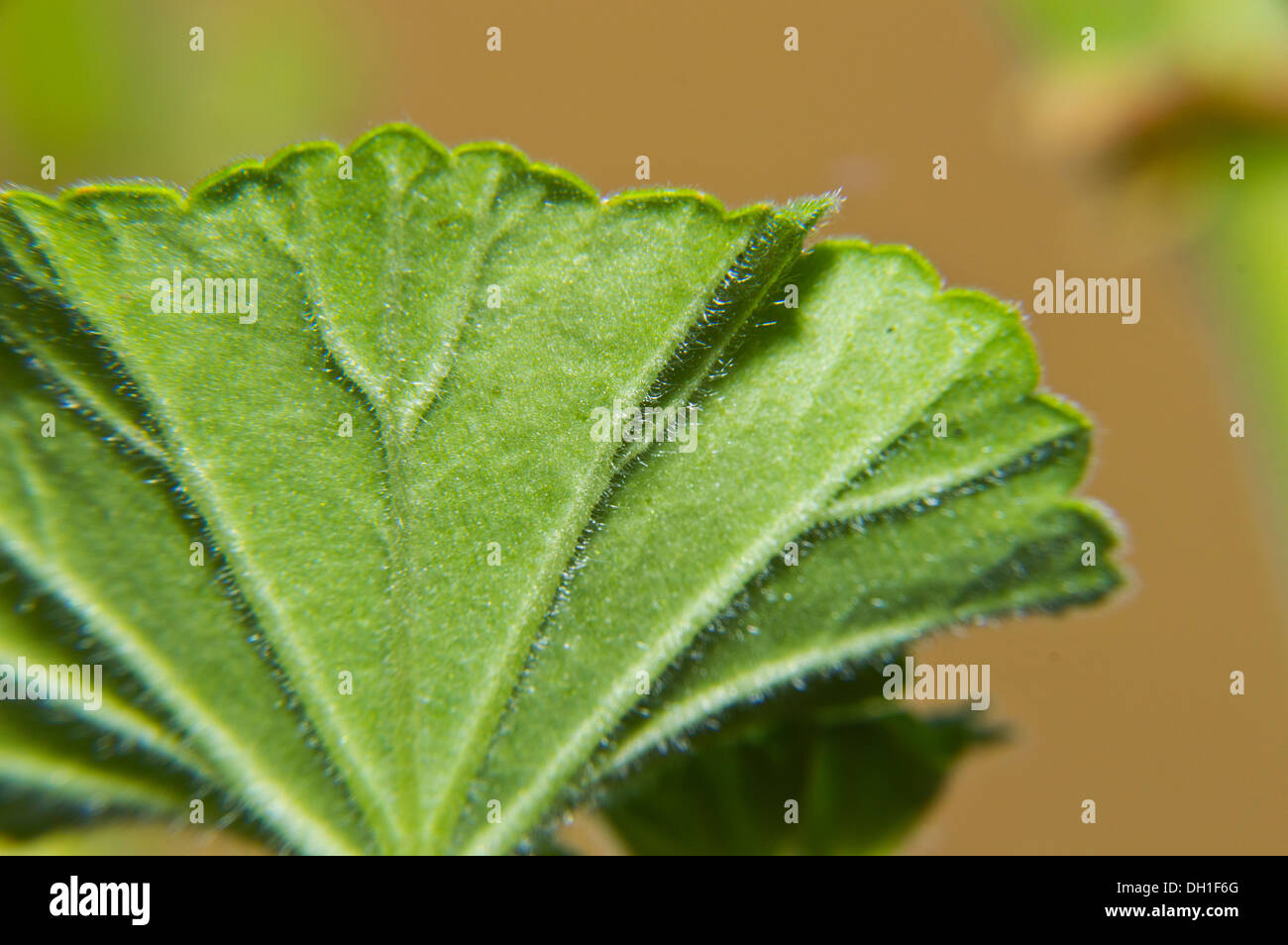 Gerasnium hi-res stock photography and images - Alamy