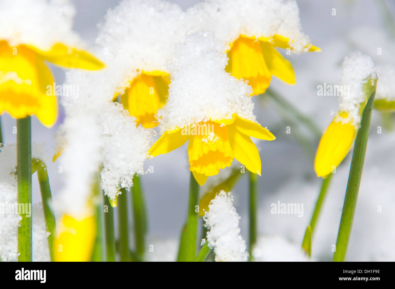 Snow flower hi-res stock photography and images - Alamy