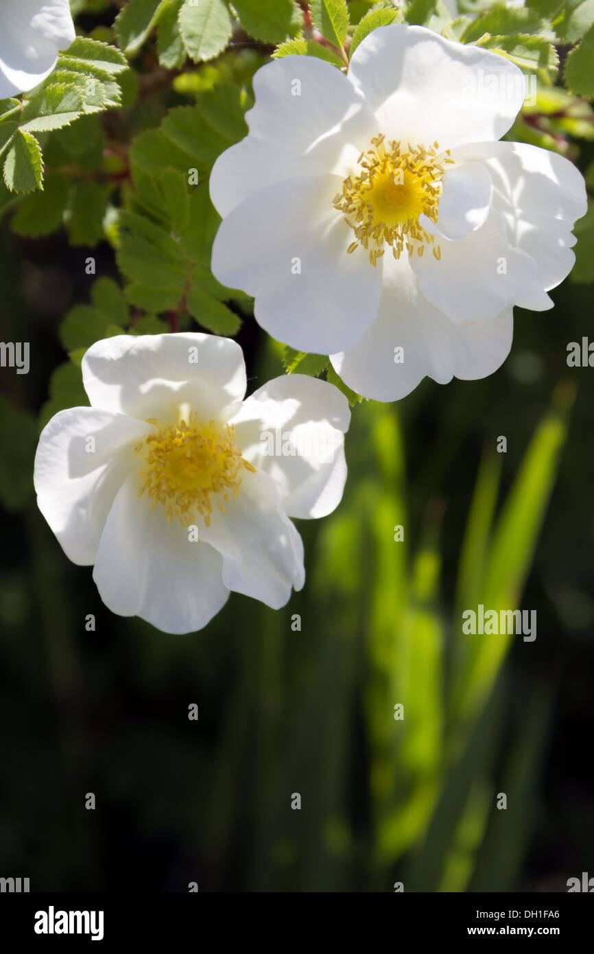 Wilde rosa rosen hi-res stock photography and images - Alamy