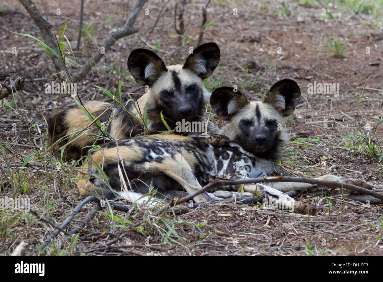 Endangered wild dogs hi-res stock photography and images - Alamy