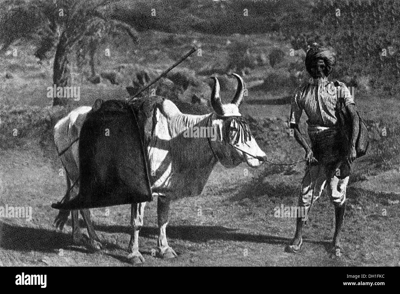 old vintage photo of man bhisti and bullock carrying water in leather ...