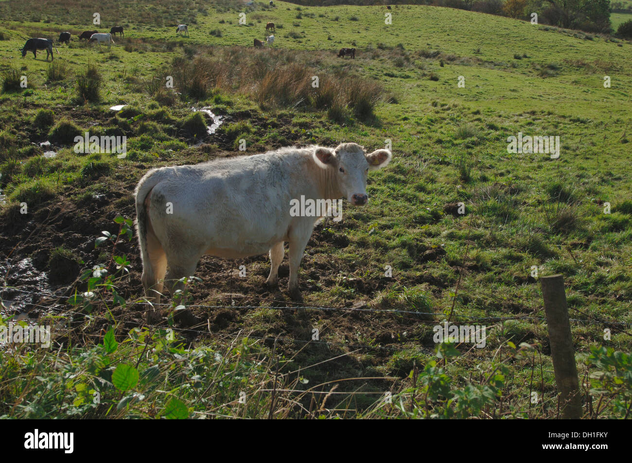 Field with a cow hi-res stock photography and images - Alamy