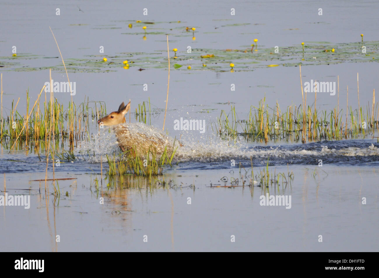 Running red deer hi-res stock photography and images - Alamy