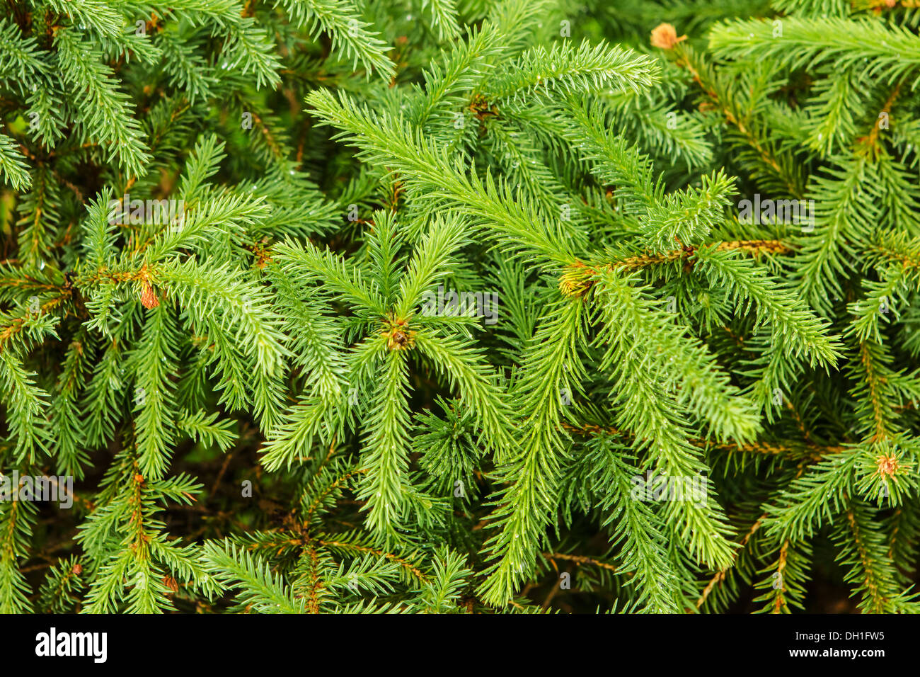 Background from the green fur-tree branch Stock Photo - Alamy