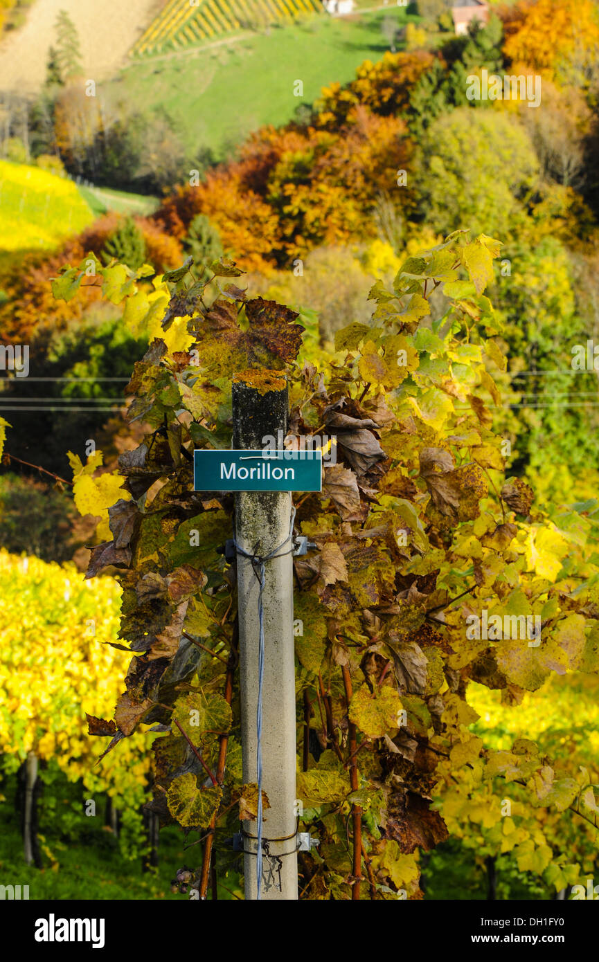 Suedsteirische Weinstrasse, Southern Styria wine route in autumn ...