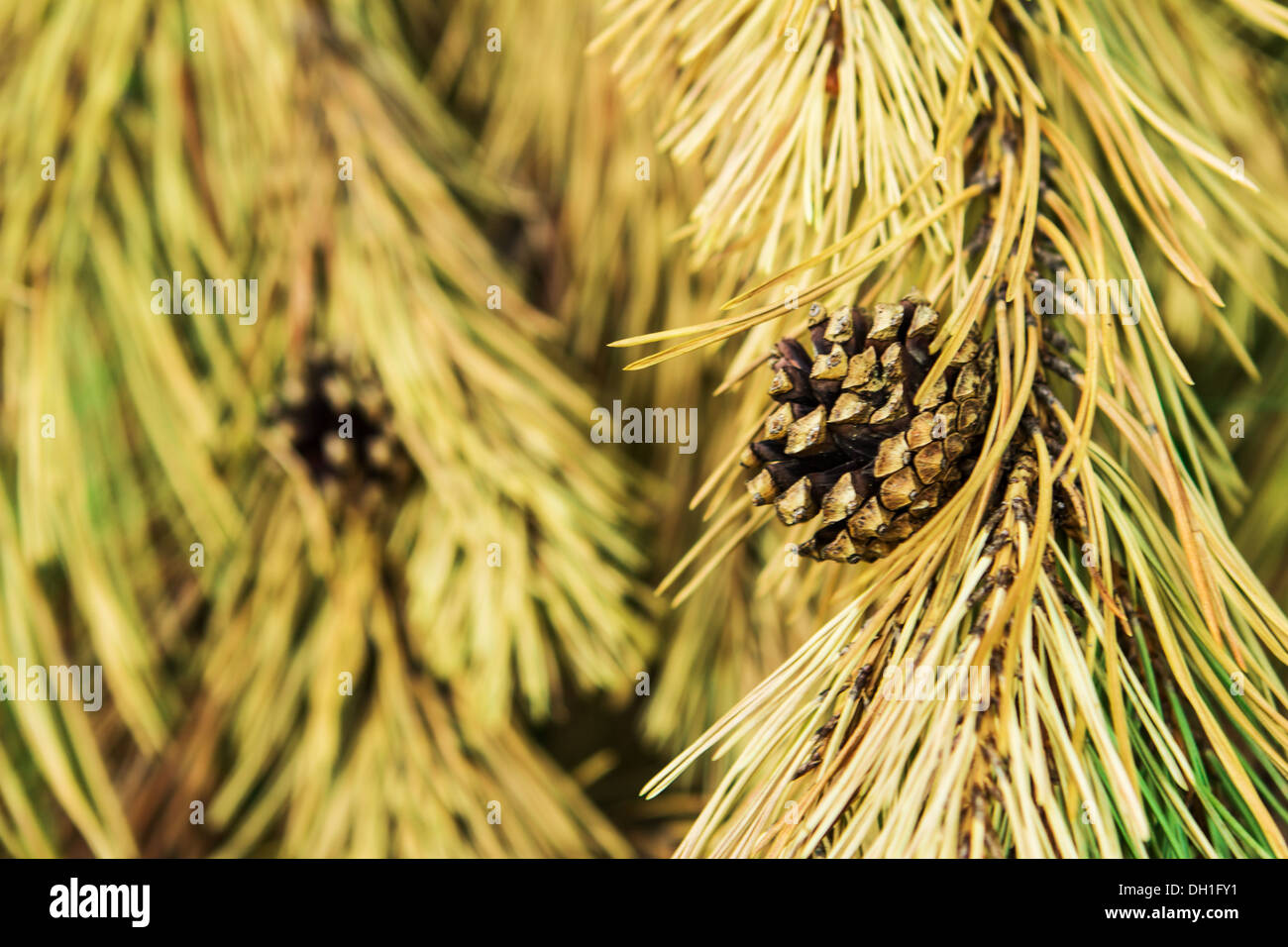 Dry cone hi-res stock photography and images - Alamy
