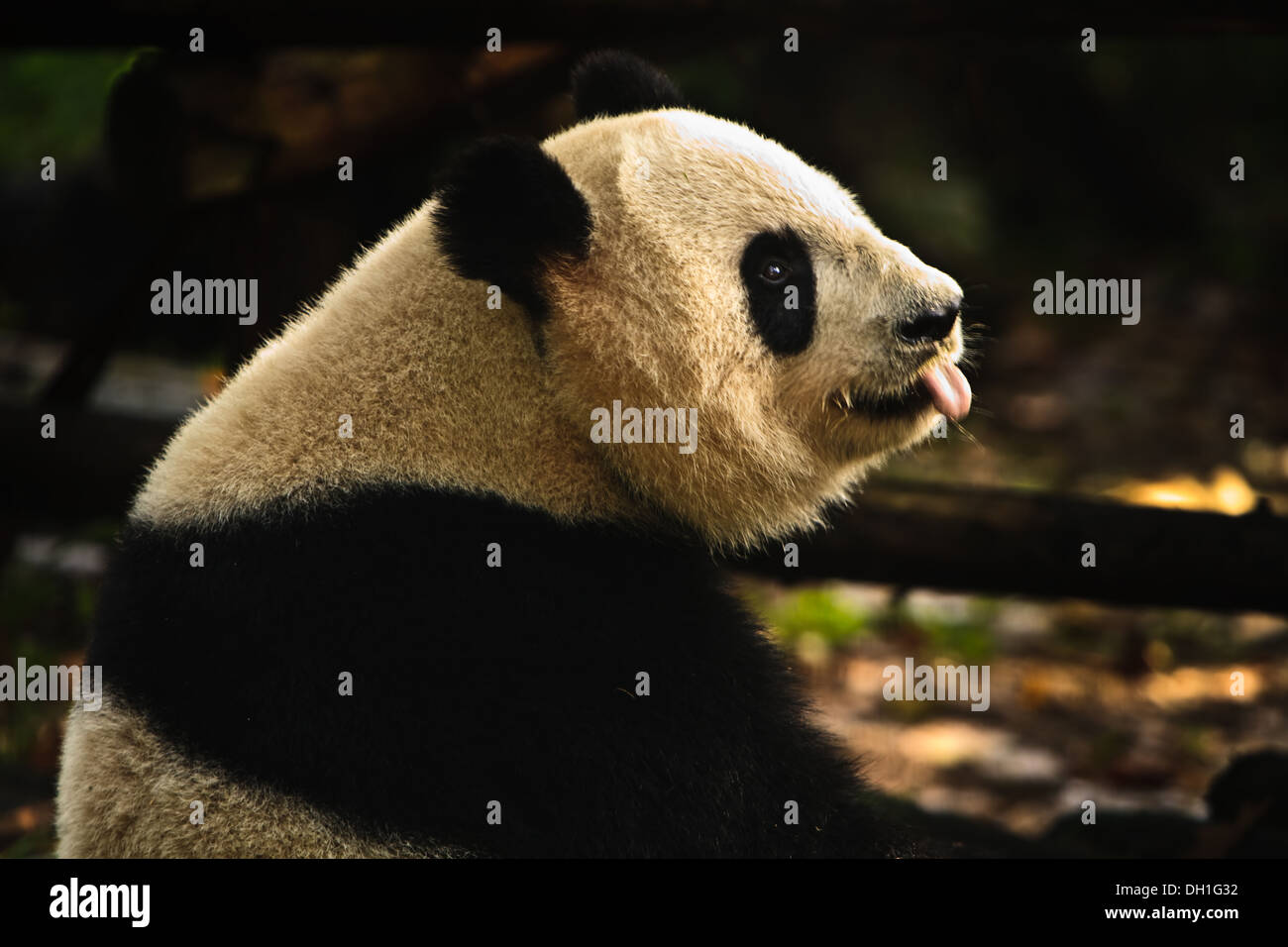 Sun Bear Cub High Resolution Stock Photography and Images - Alamy