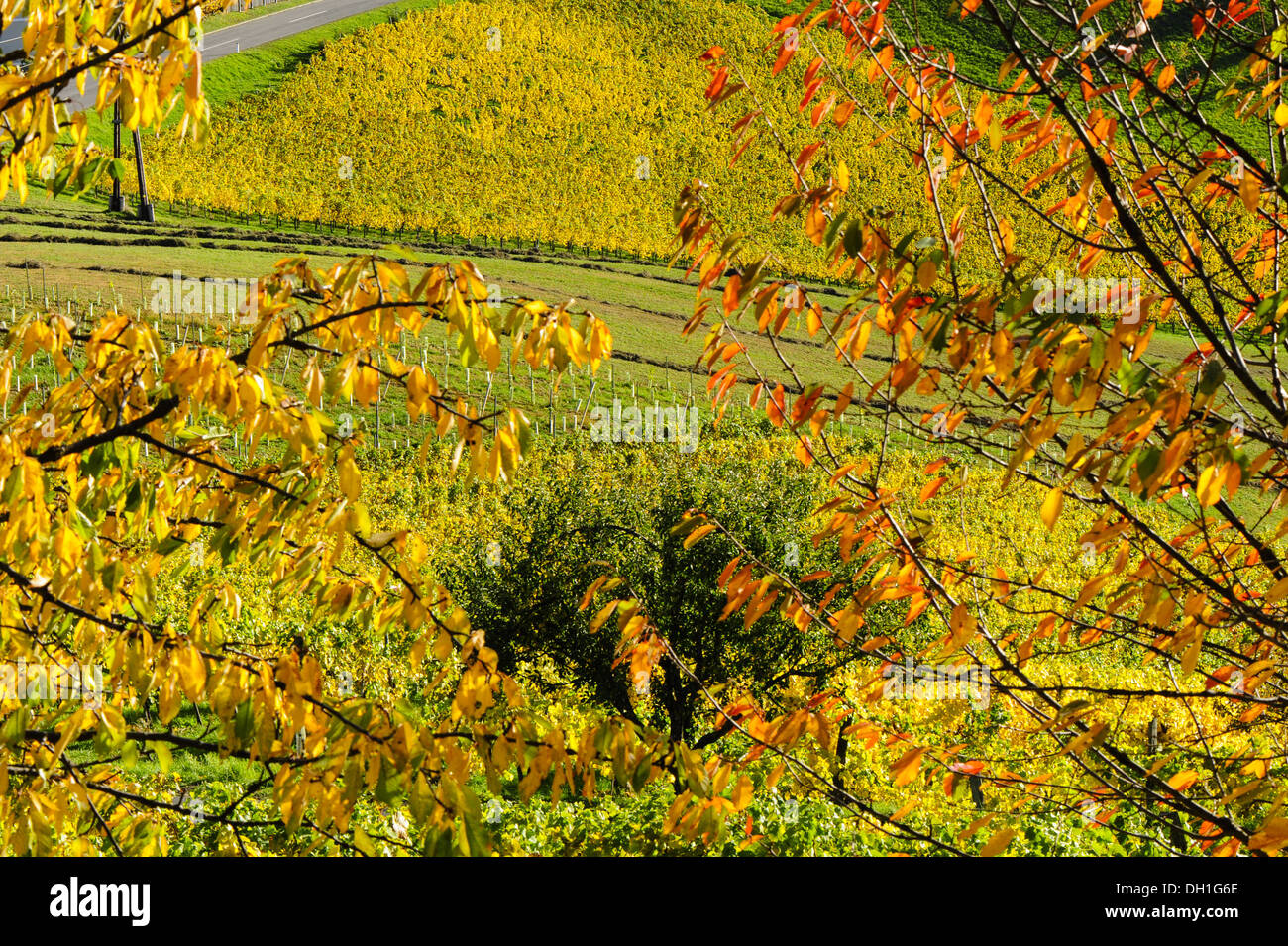 Suedsteirische Weinstrasse, Southern Styria wine route in autumn ...