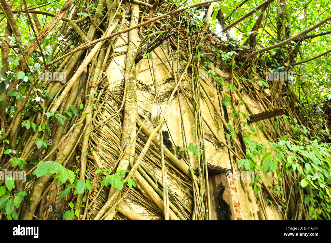 Root of the tree absorbing the ruins,Temple in thailand Stock Photo - Alamy