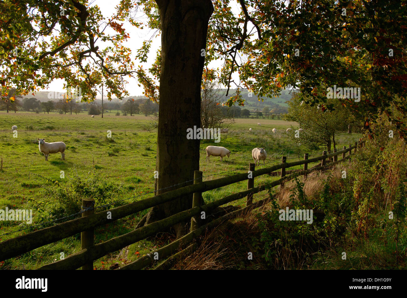 Farm animals in fields hi-res stock photography and images - Alamy