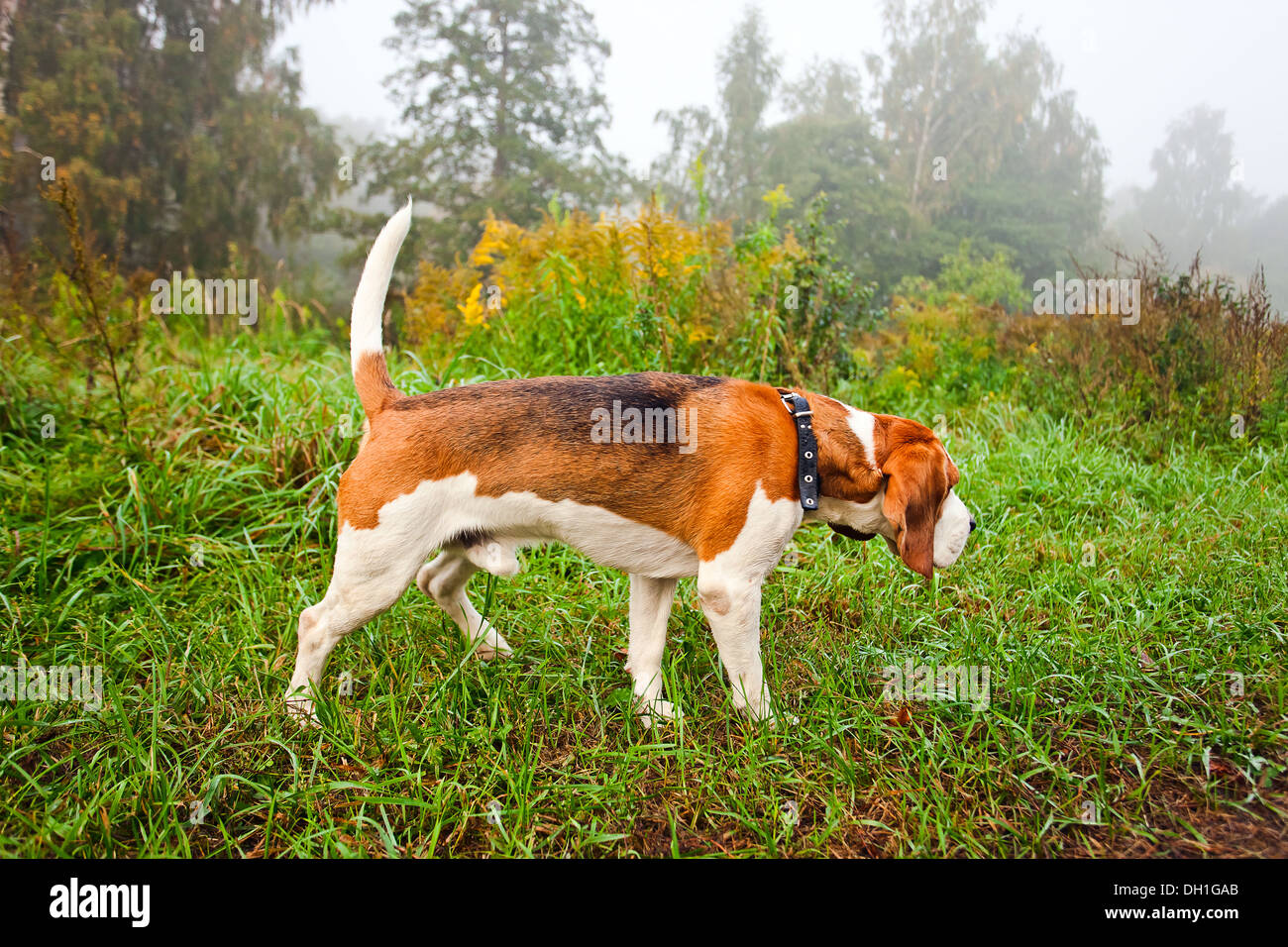 Hunting dog in the foggy morning in forest Stock Photo - Alamy