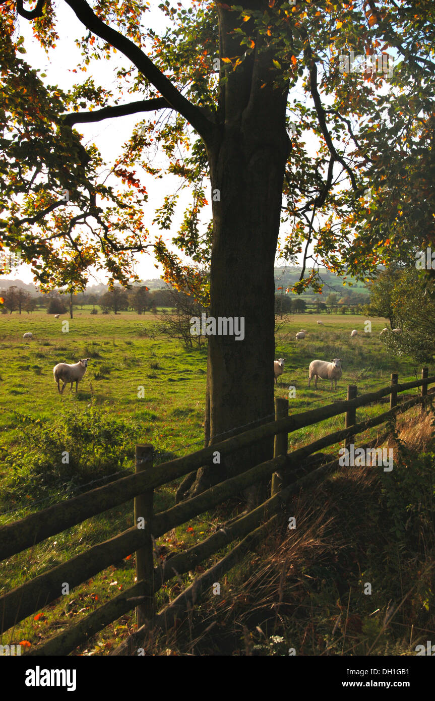 Sheep fields trees hi-res stock photography and images - Alamy