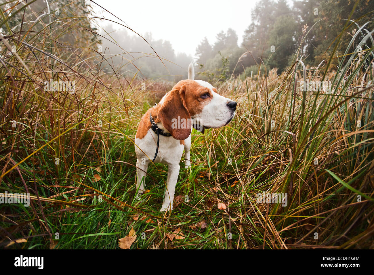 Hunting dog in the foggy morning in forest Stock Photo - Alamy
