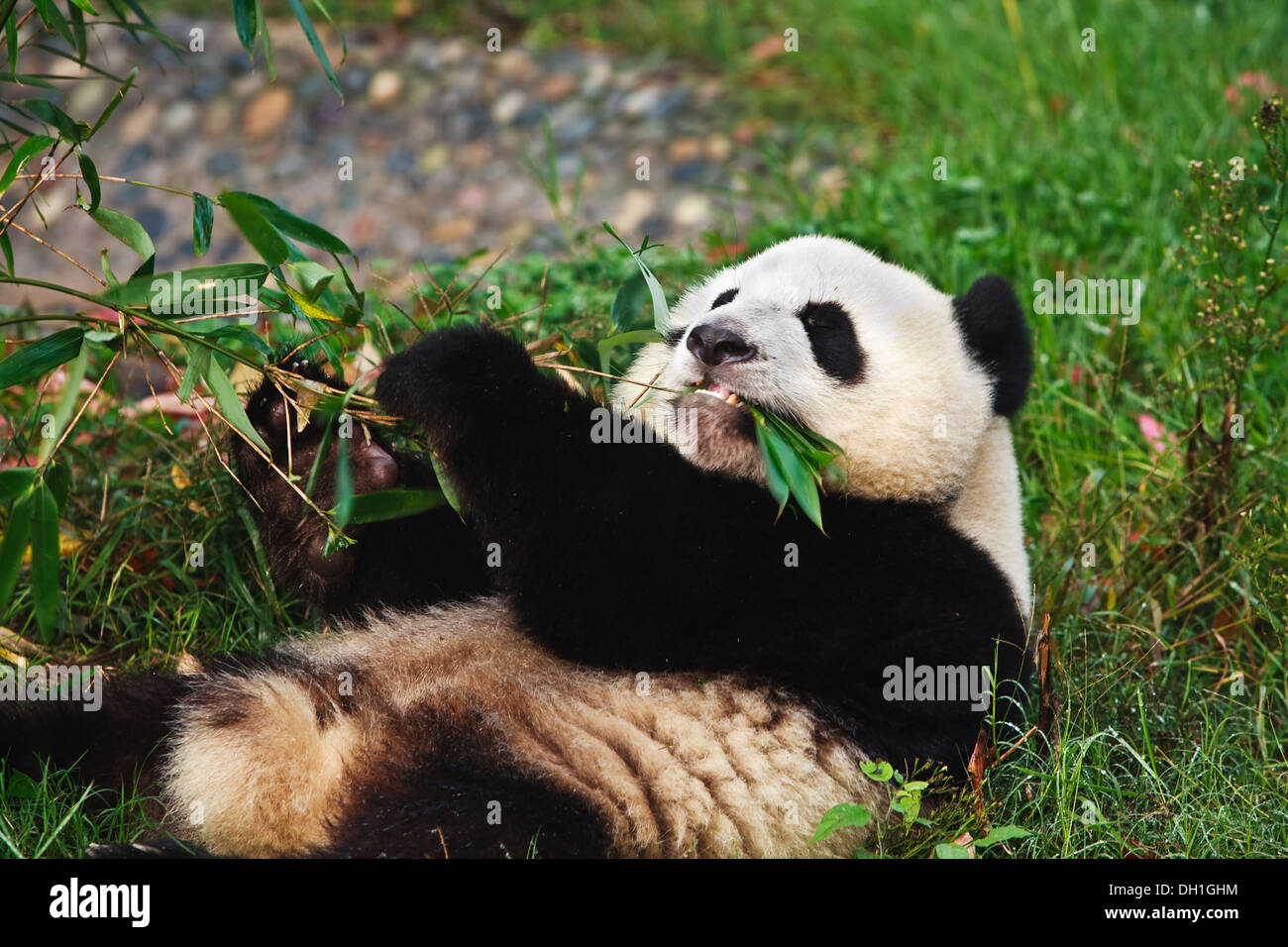 Panda bear laying on his back eating bamboo at Chengdu Giant Panda ...