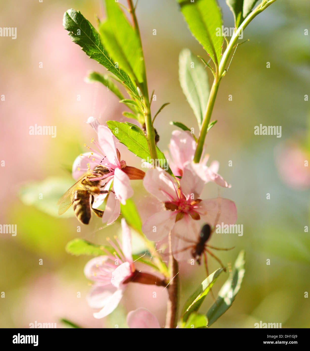 Bee still tree hi-res stock photography and images - Alamy