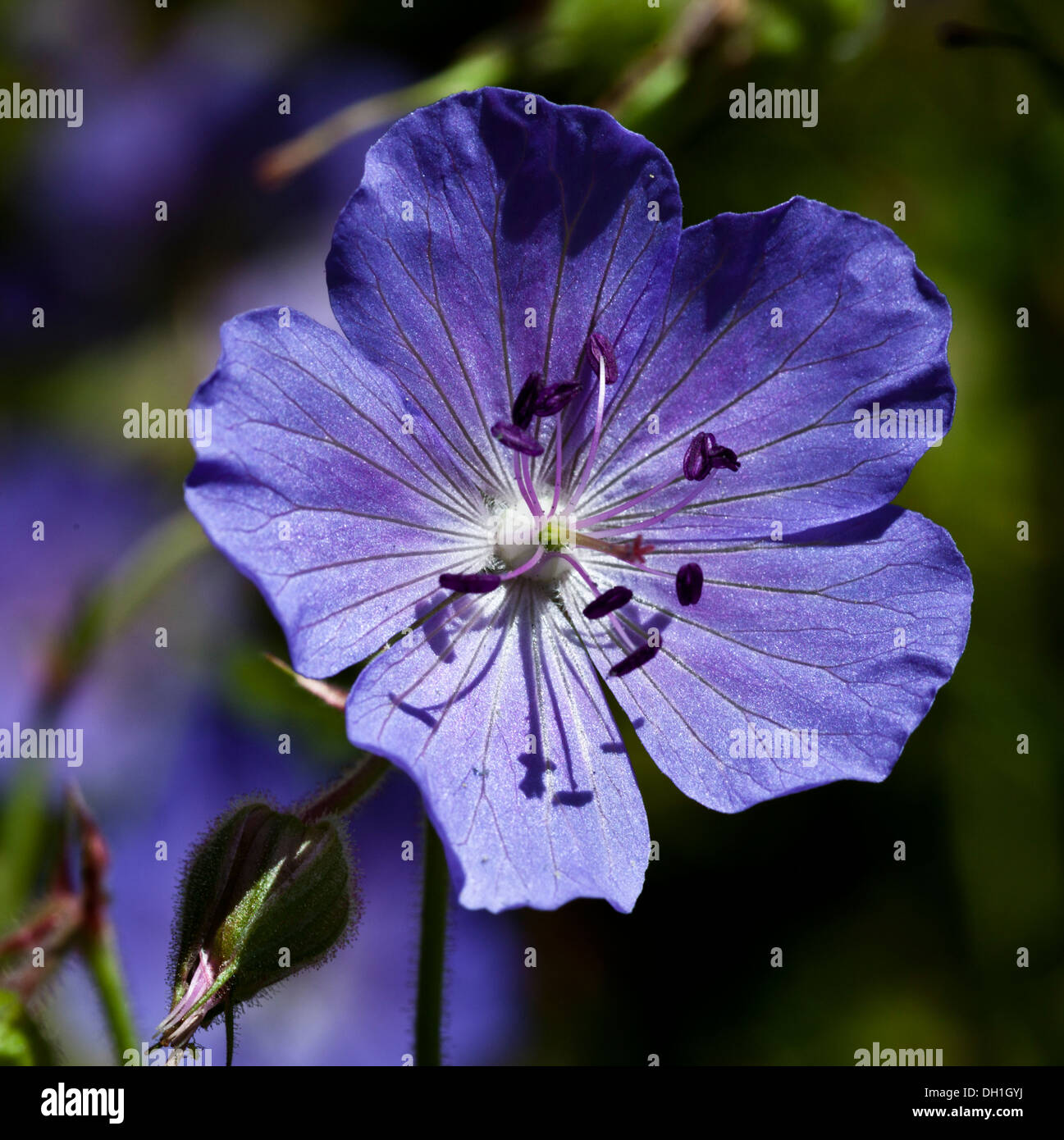 Geranium blue flower hi-res stock photography and images - Alamy