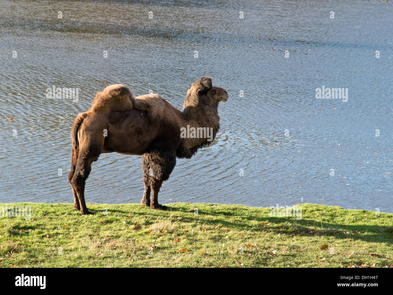camel with a lake in the zoological garden Stock Photo - Alamy