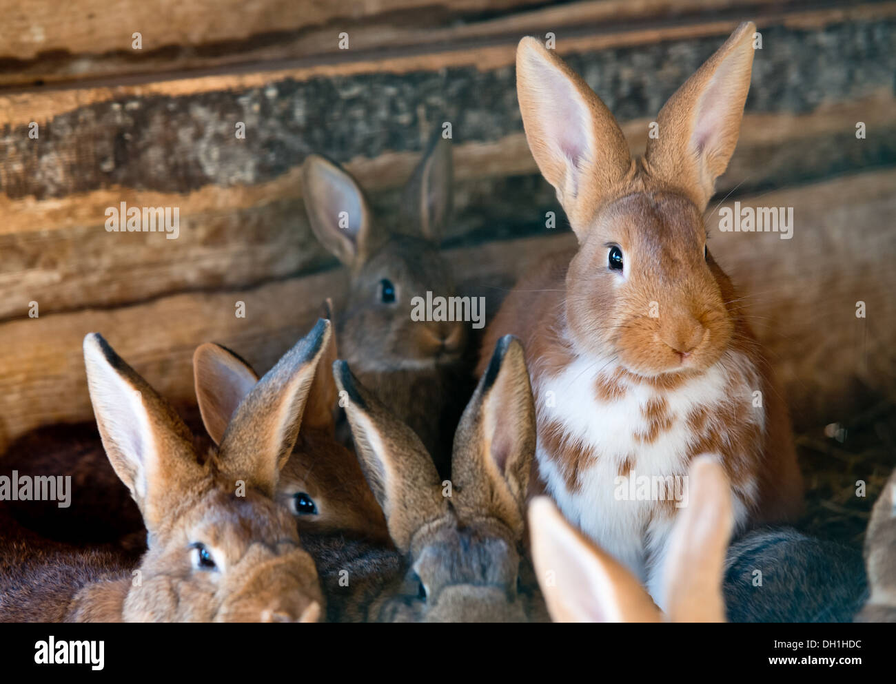 Five rabbits hi-res stock photography and images - Alamy