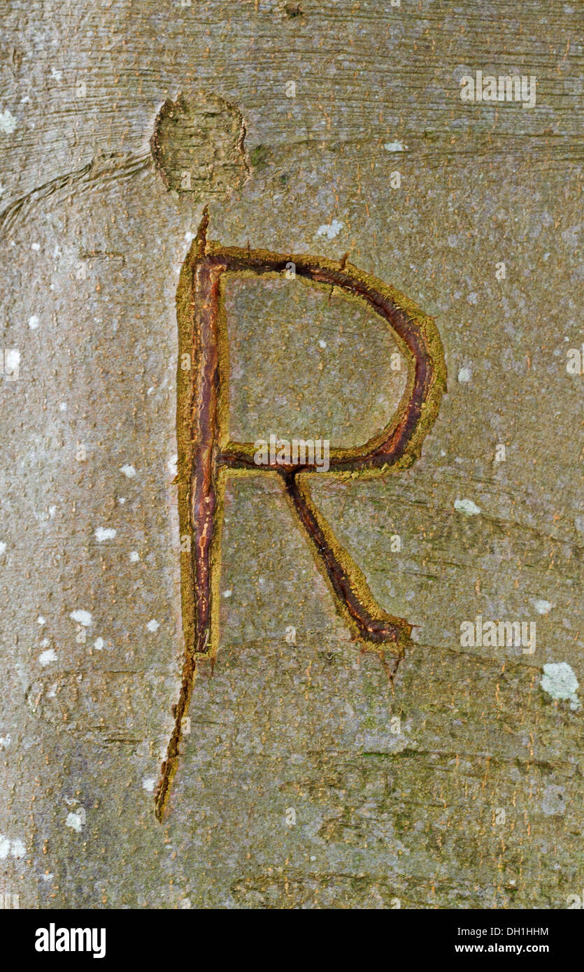 Capital R carved in the bark of a Beech tree Stock Photo - Alamy